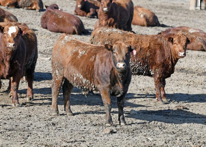 cash-cattle-steady-to-softer-drovers